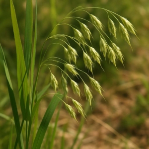 Bromus bidentatus: Key Insights into This Unique Grass Species and Its ...