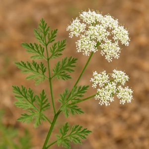 Pimpinella cypria: A Unique Herb with Medicinal and Culinary Potential ...
