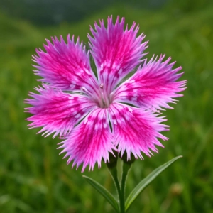 Discover the Unique Beauty of Dianthus strictus subsp. troodi: A Hidden ...